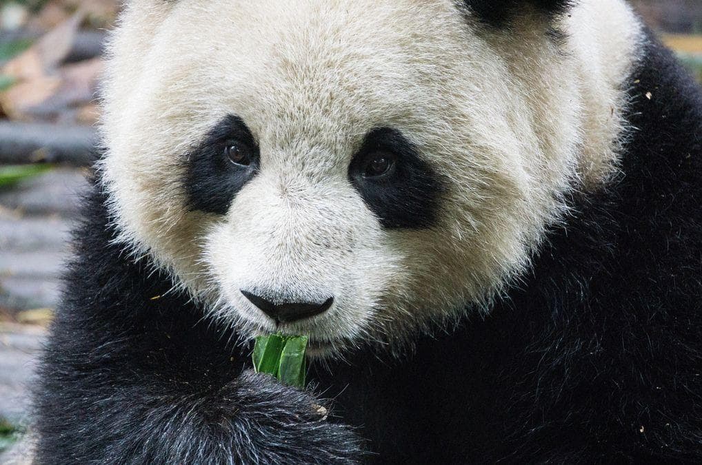 Animal Eyes | Close Up Pics of Animal Eyes