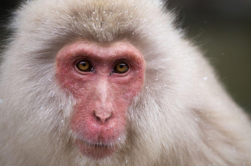 Animal Eyes | Close Up Pics of Animal Eyes