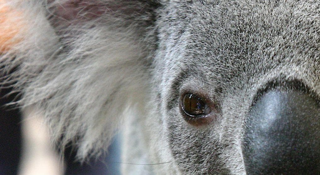 Animal Eyes | Close Up Pics of Animal Eyes