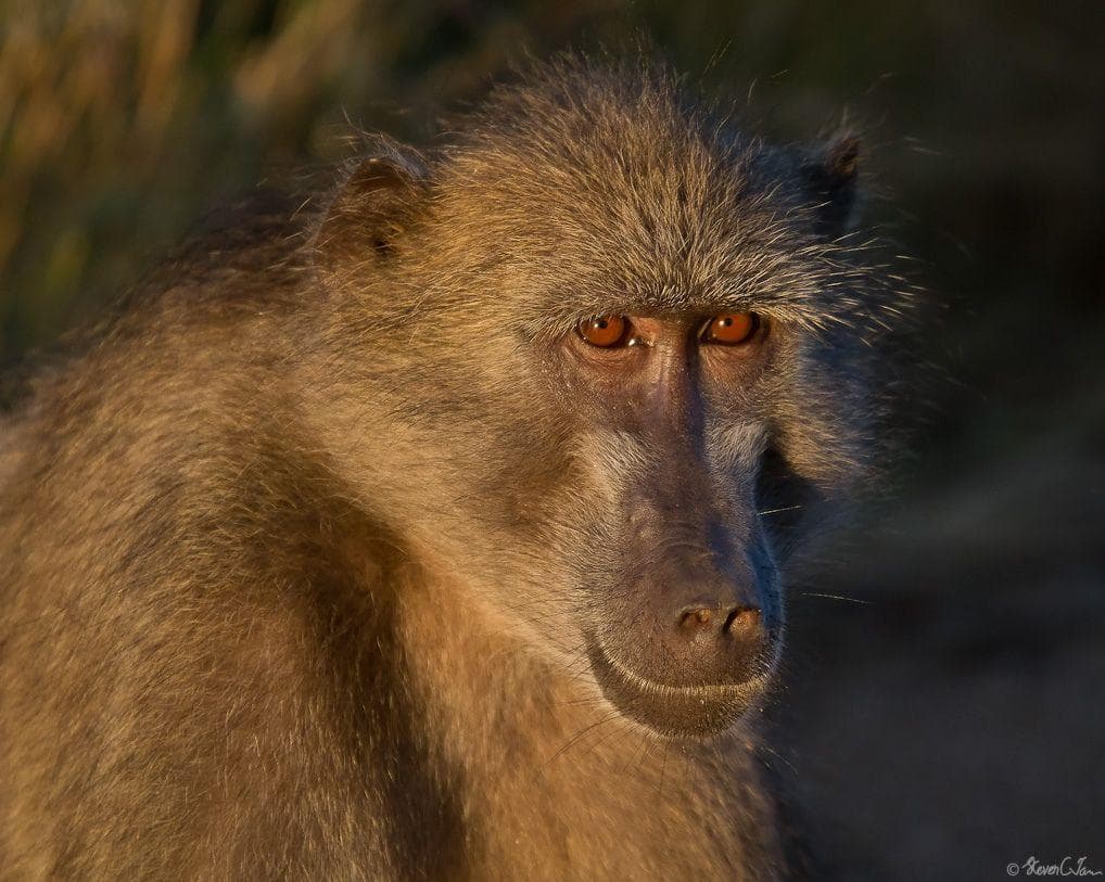 Animal Eyes | Close Up Pics of Animal Eyes