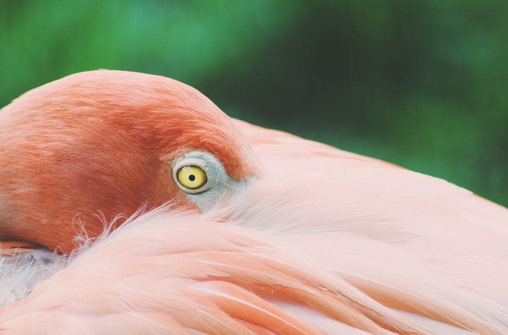 Animal Eyes | Close Up Pics of Animal Eyes