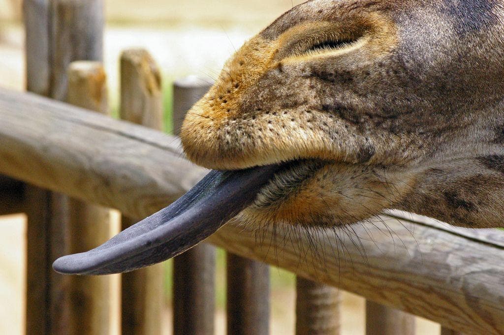 Animal Tongues | Gallery of Weird Tongue Pics of Animals