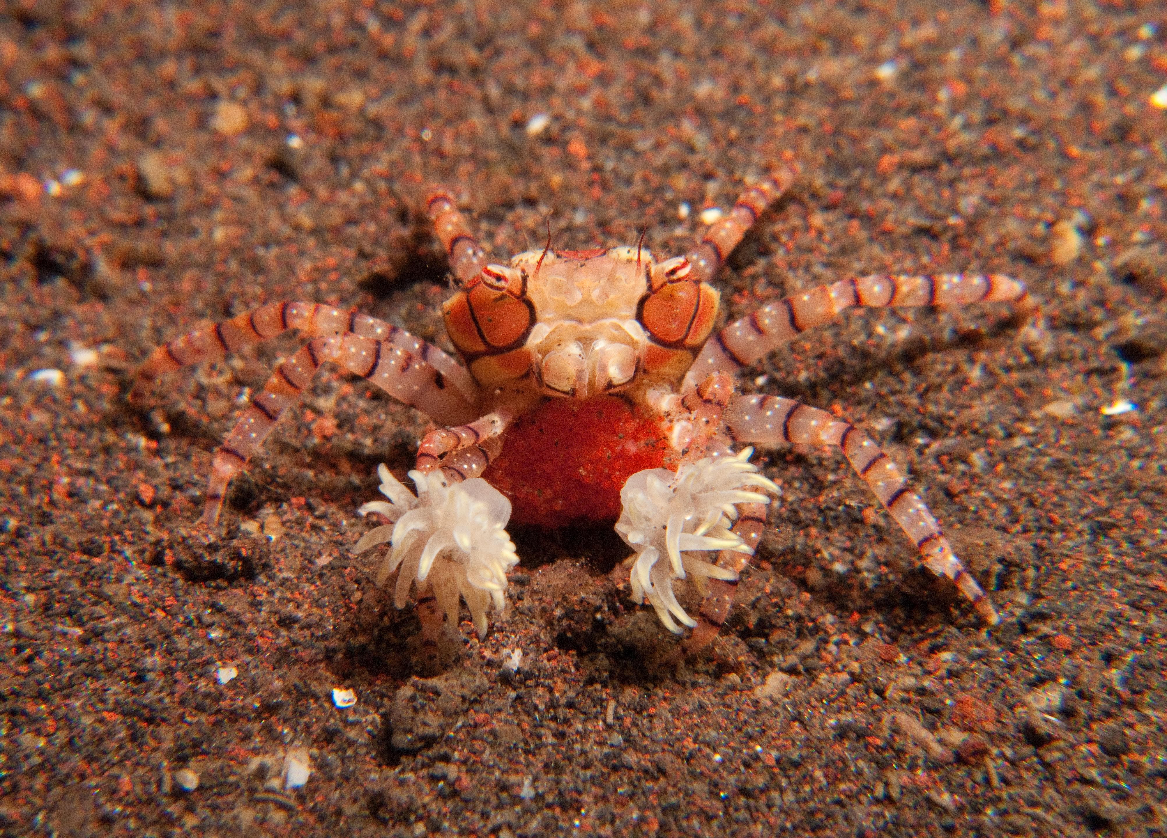 Animal Defenses | List of Cute Defense Adaptations