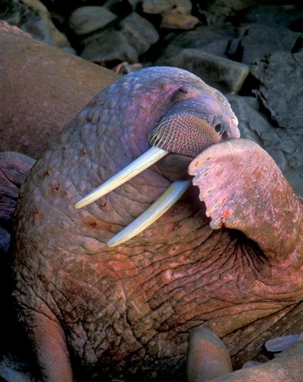20 Cute Pictures of Ugly Animals