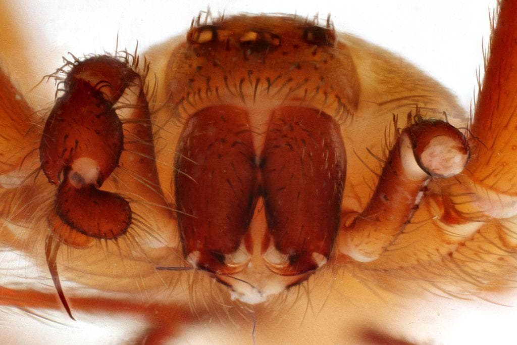 The Best Pictures Of The Brown Recluse Spider