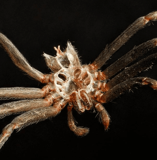 The Best Pictures Of The Brown Recluse Spider