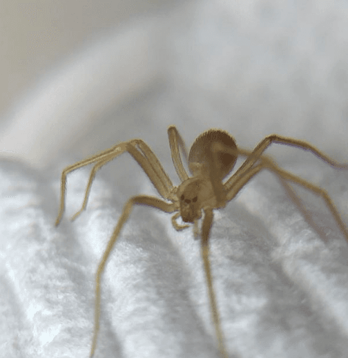 The Best Pictures Of The Brown Recluse Spider