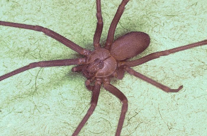 The Best Pictures Of The Brown Recluse Spider