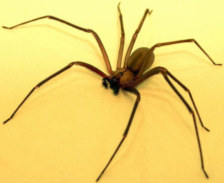 The Best Pictures Of The Brown Recluse Spider