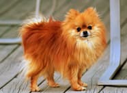 Random Cutest Boy Puppy Names Best Random Tools