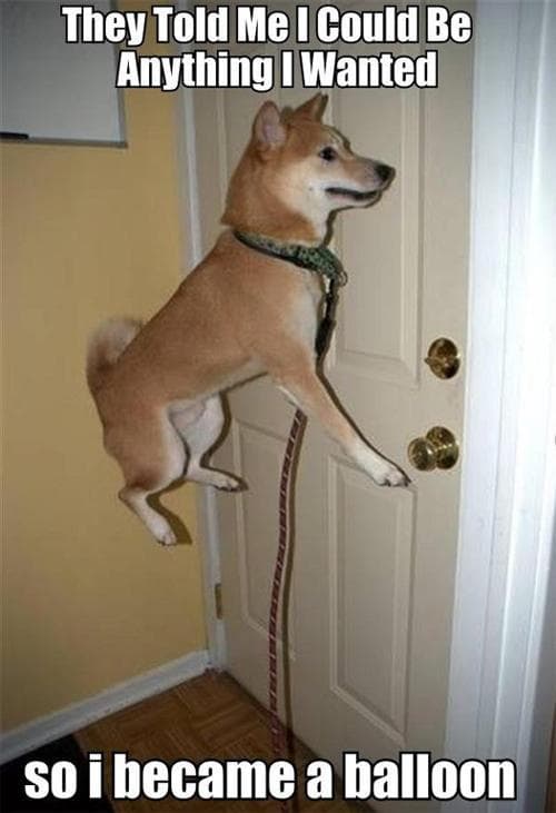 The Very Best of the They Said I Could Be Anything Meme