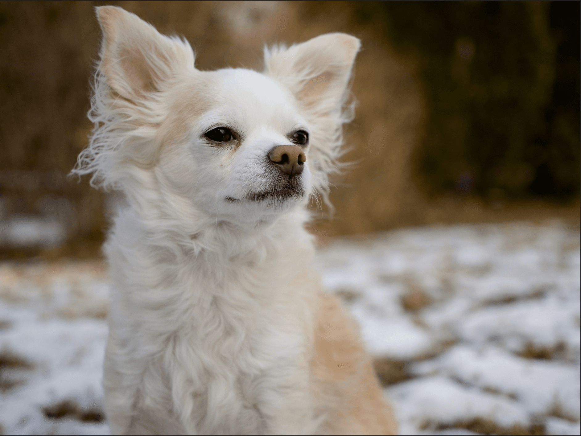 Cutest Long-Haired Chihuahua Pictures