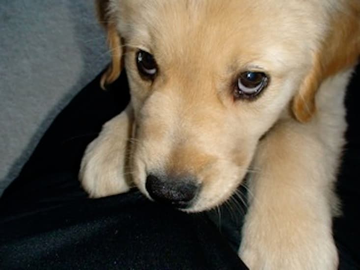 Random Cutest Golden Retriever Pictures | Best Random Tools