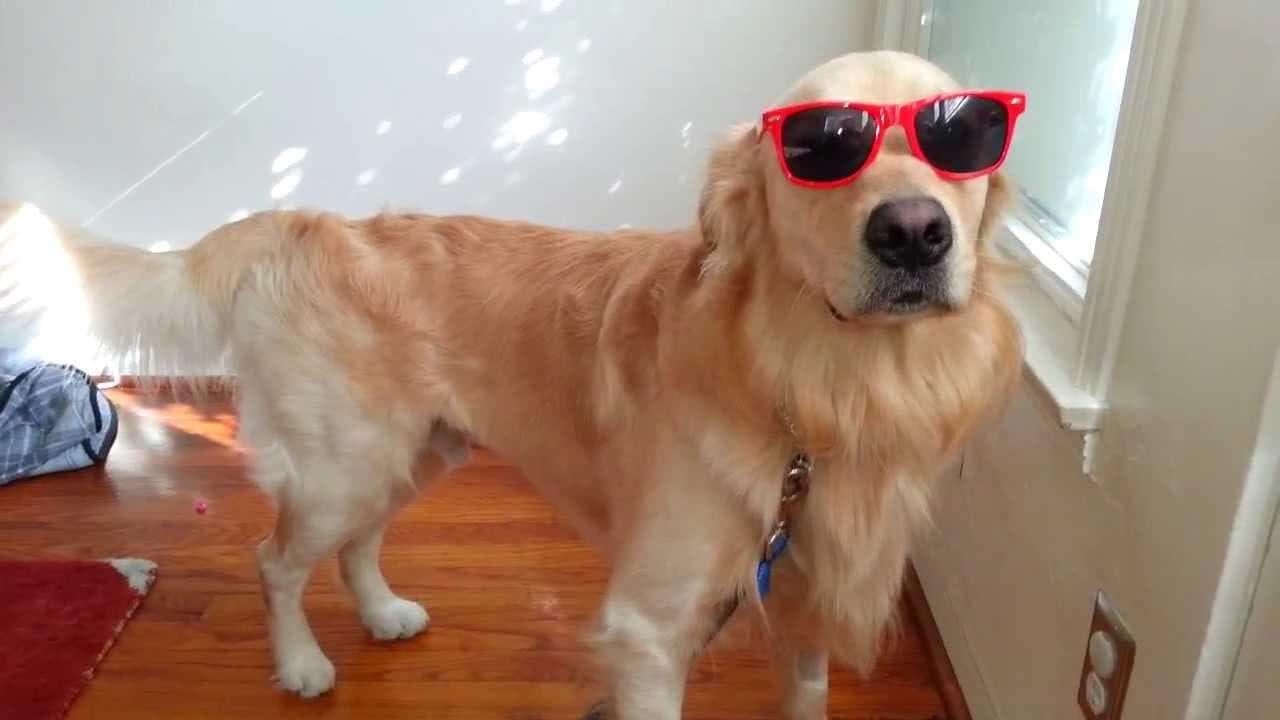 Random Cutest Golden Retriever Pictures | Best Random Tools