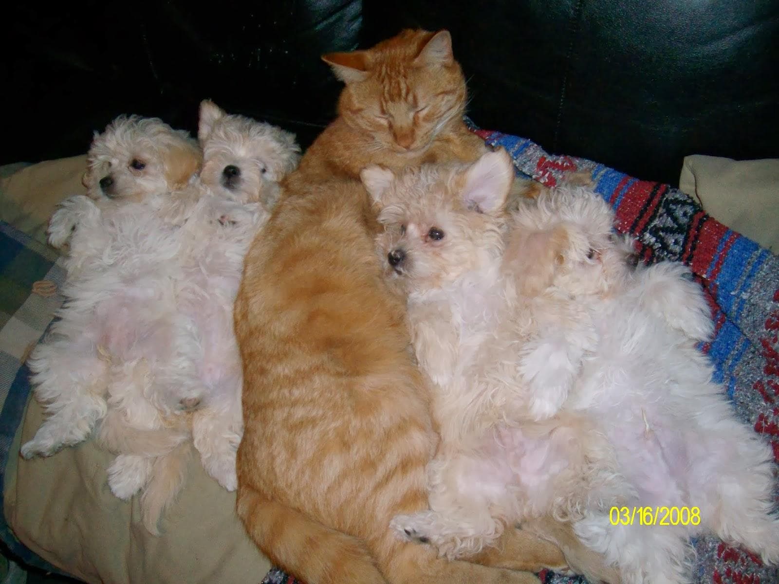 Cutest Maltipoo Pictures | Cute Photos of Maltipoos