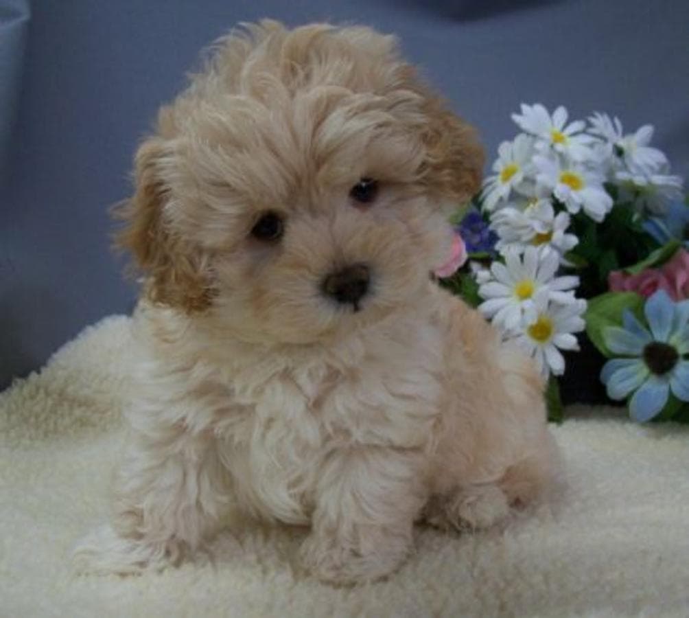 Cutest Maltipoo Pictures | Cute Photos of Maltipoos