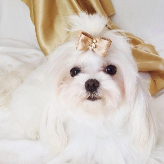 Cutest Maltipoo Pictures | Cute Photos of Maltipoos