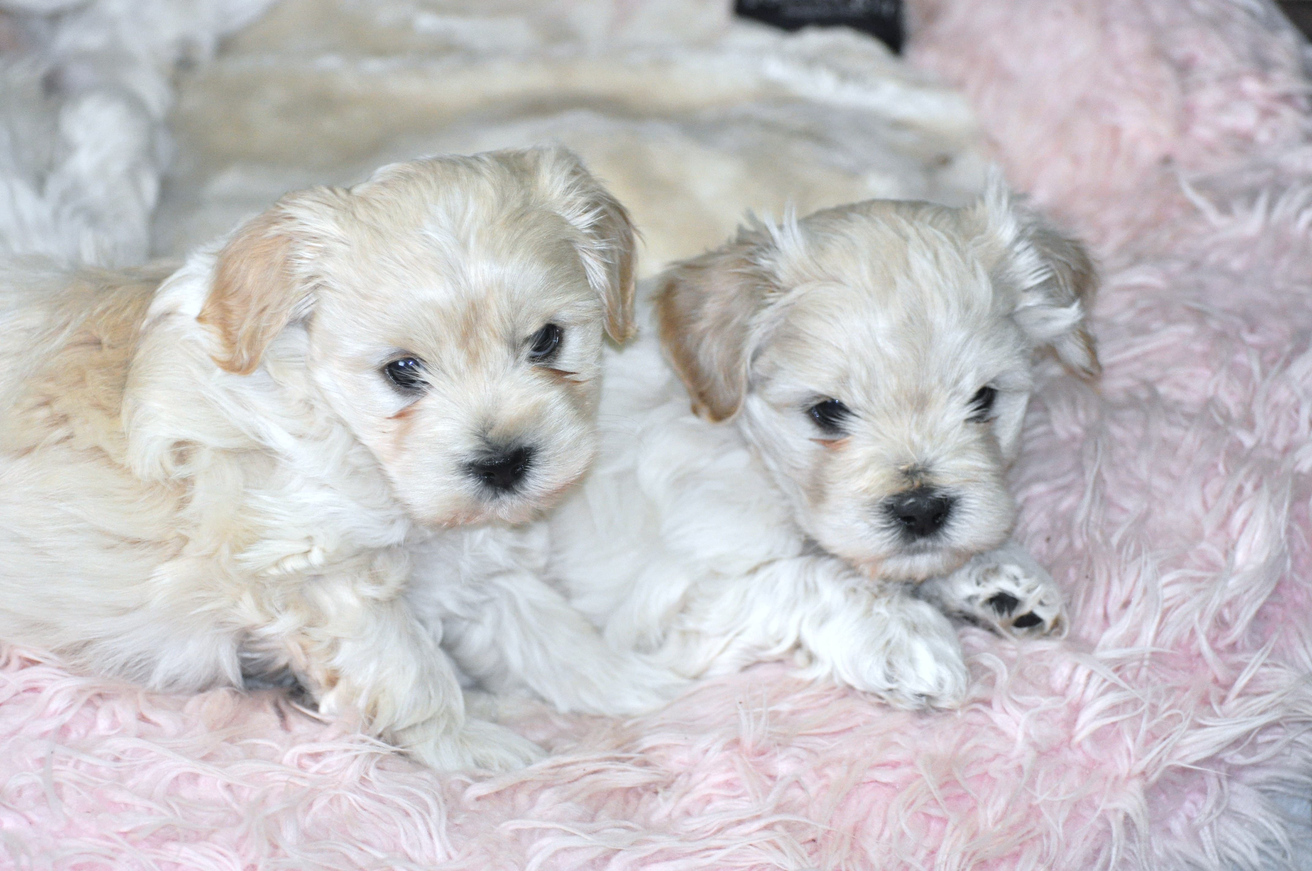 Cutest Maltipoo Pictures | Cute Photos of Maltipoos