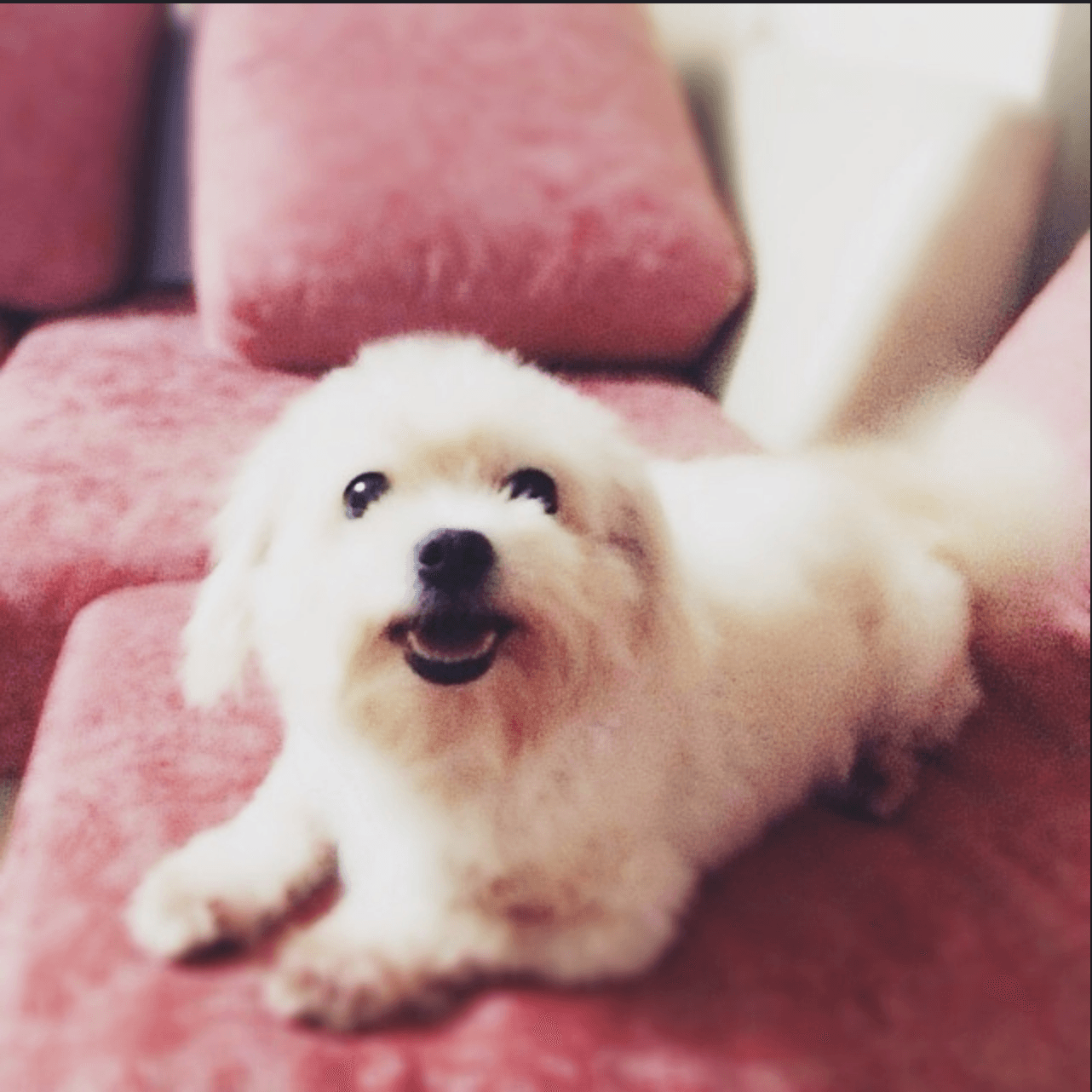 Cutest Maltese Pictures | List of Cute Photos of Maltese Dogs