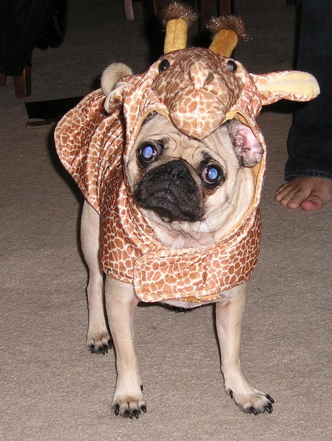 Cute Pug Pics | Gallery of Photos of Pugs & Puppies