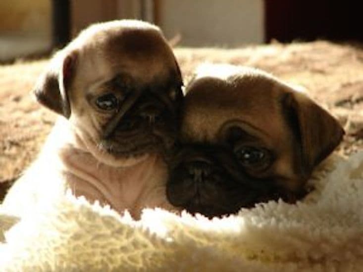 Cute Pug Pics | Gallery of Photos of Pugs & Puppies