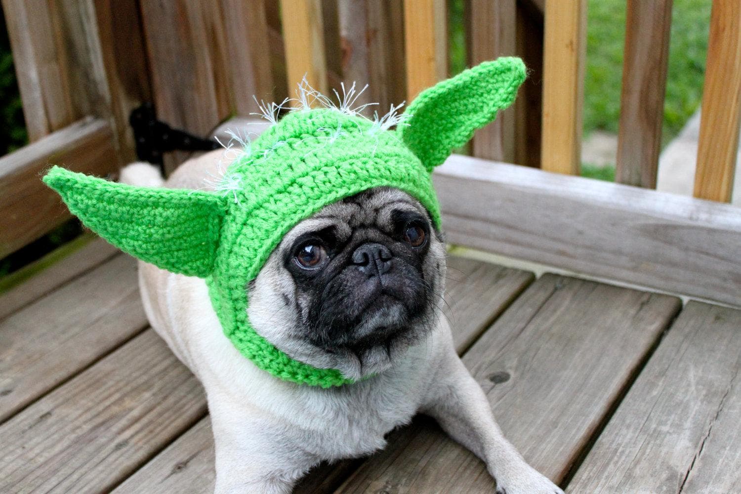 Random Cutest Pug Pictures | Best Random Tools
