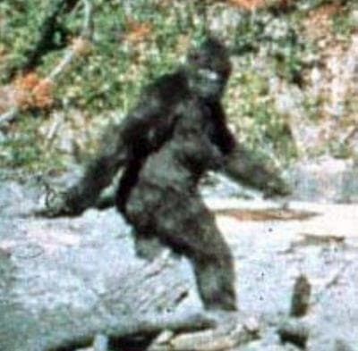 Best Pictures of Bigfoot | Real Photos of Sasquatch