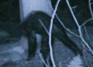 Best Pictures of Bigfoot | Real Photos of Sasquatch