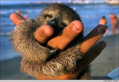 Pictures of Sloths | Cute Sloth Pics & Photos