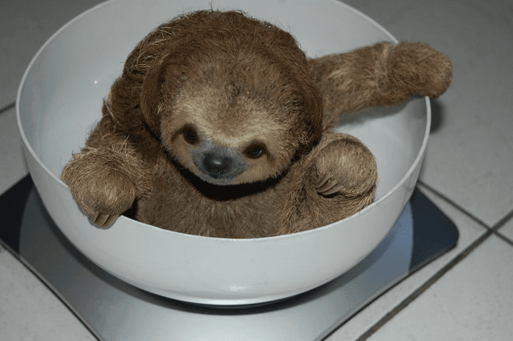 Pictures of Sloths | Cute Sloth Pics & Photos