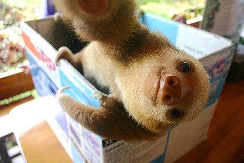 Pictures of Sloths | Cute Sloth Pics & Photos
