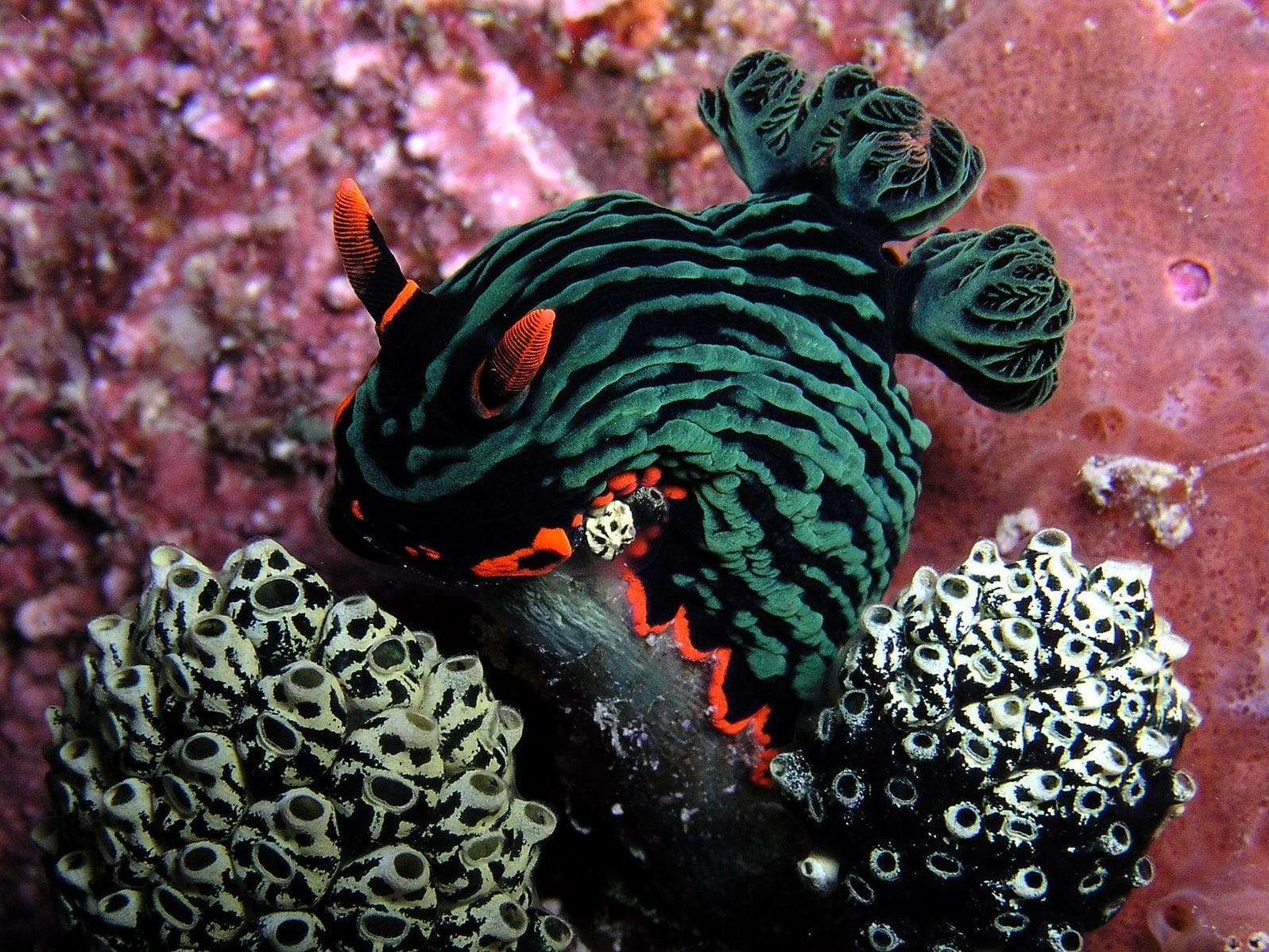 75 Stunning Oceanic Invertebrates That Deserve A Closer Look