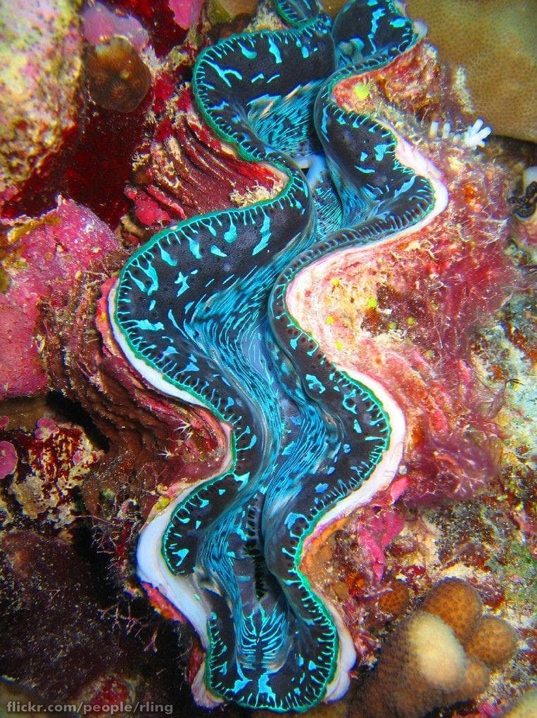 75 Stunning Oceanic Invertebrates That Deserve A Closer Look