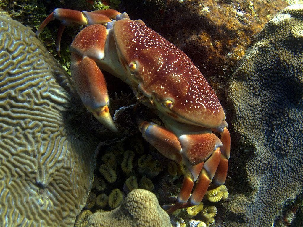 75 Stunning Oceanic Invertebrates That Deserve A Closer Look