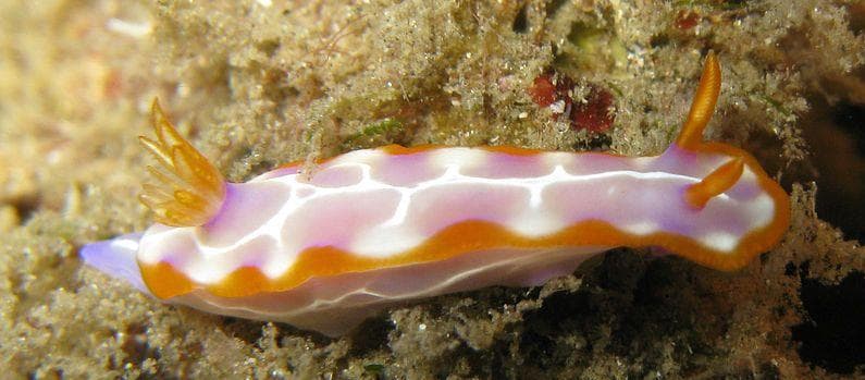 75 Stunning Oceanic Invertebrates That Deserve A Closer Look