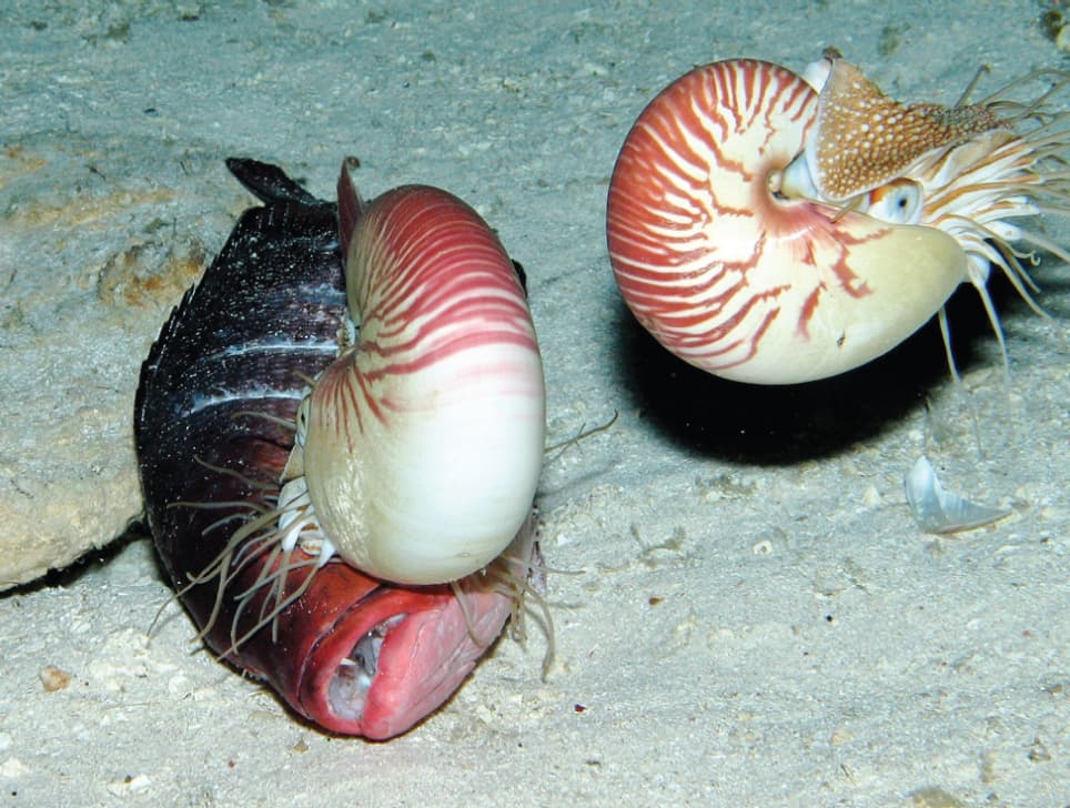 75 Stunning Oceanic Invertebrates That Deserve A Closer Look