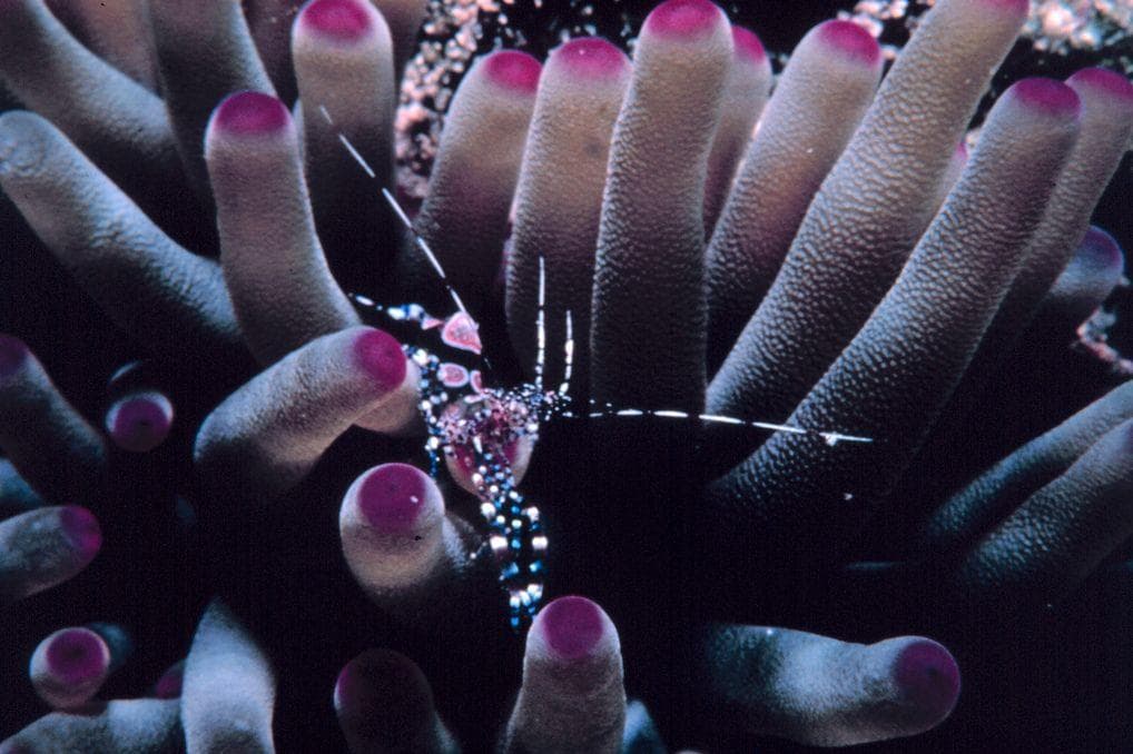75 Stunning Oceanic Invertebrates That Deserve A Closer Look