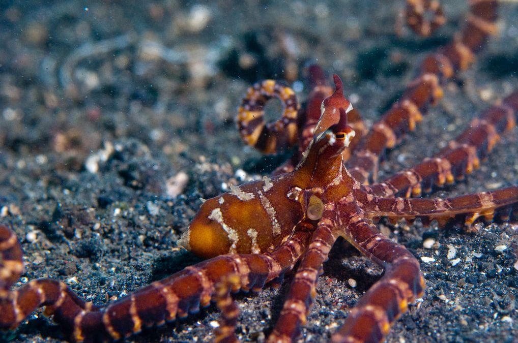 75 Stunning Oceanic Invertebrates That Deserve A Closer Look