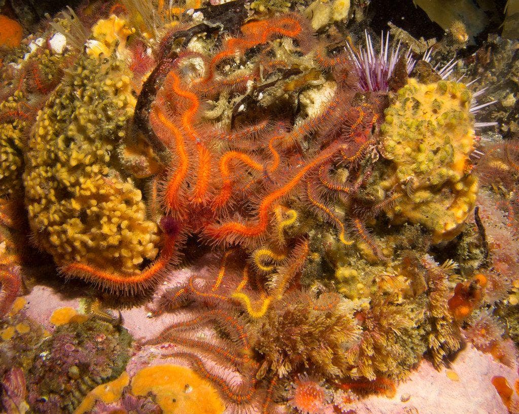 75 Stunning Oceanic Invertebrates That Deserve A Closer Look