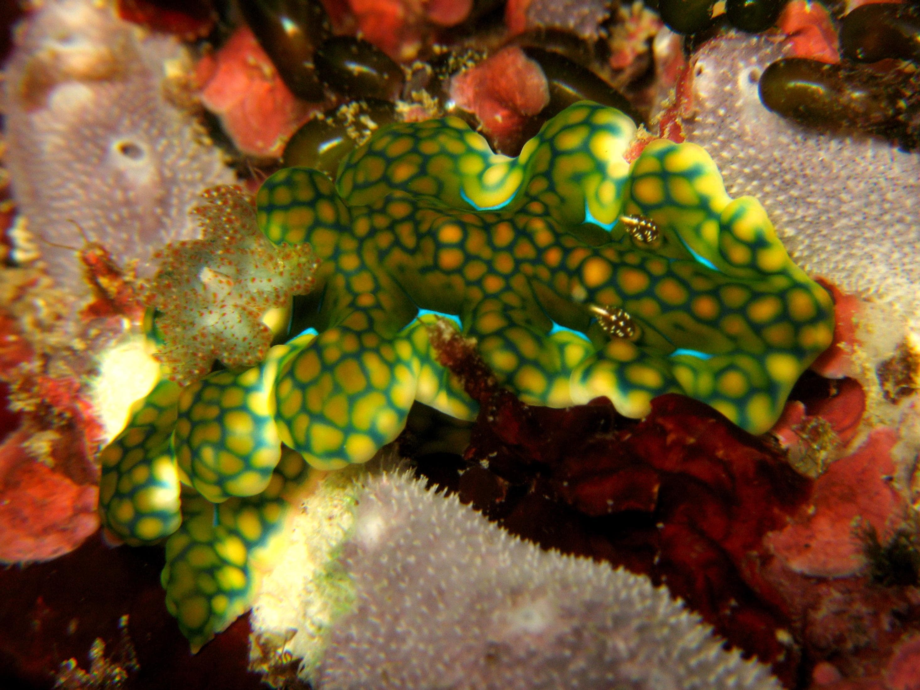 Nudibranch Types | Gallery of Colorful Nudibranchs