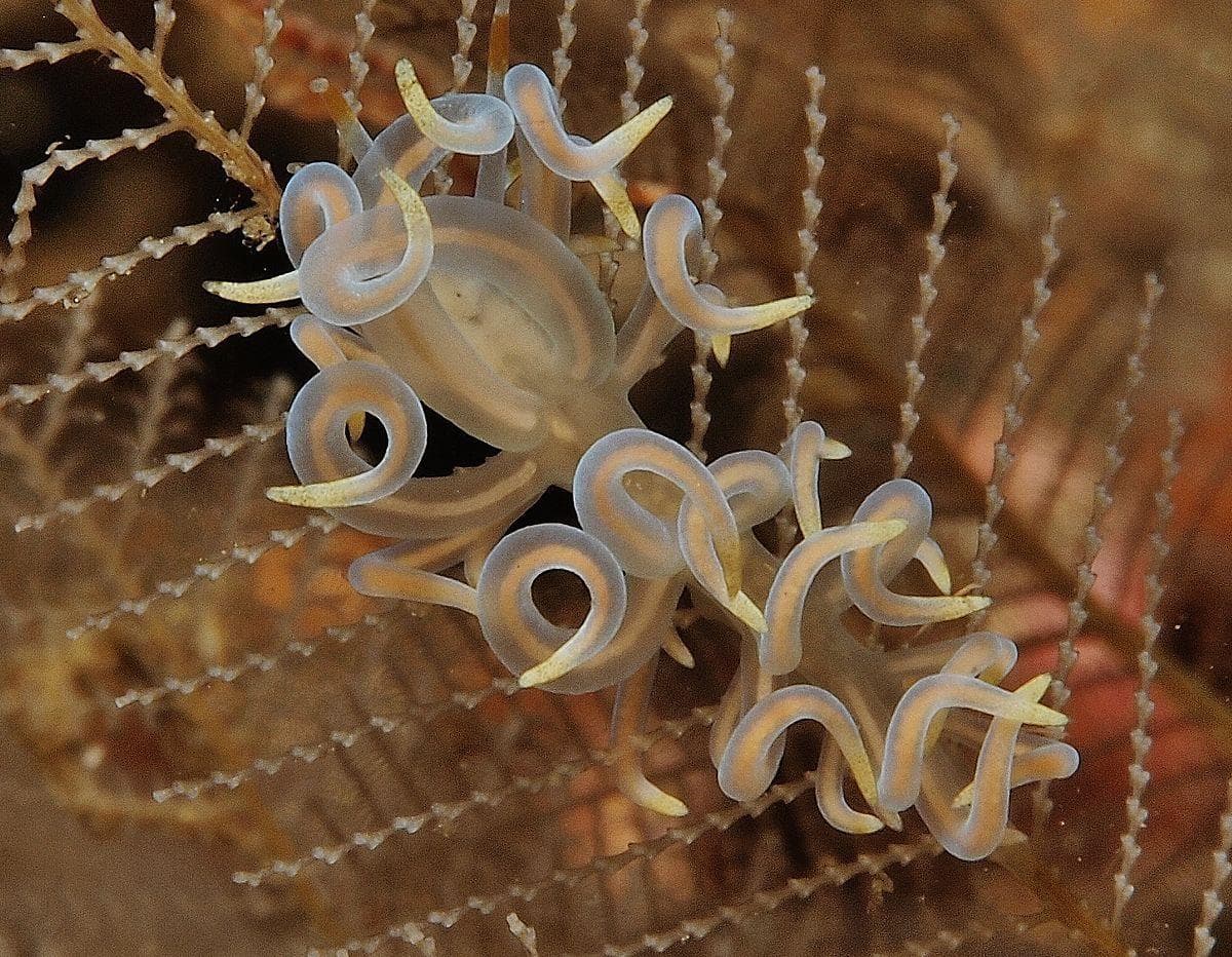 Nudibranch Types | Gallery of Colorful Nudibranchs