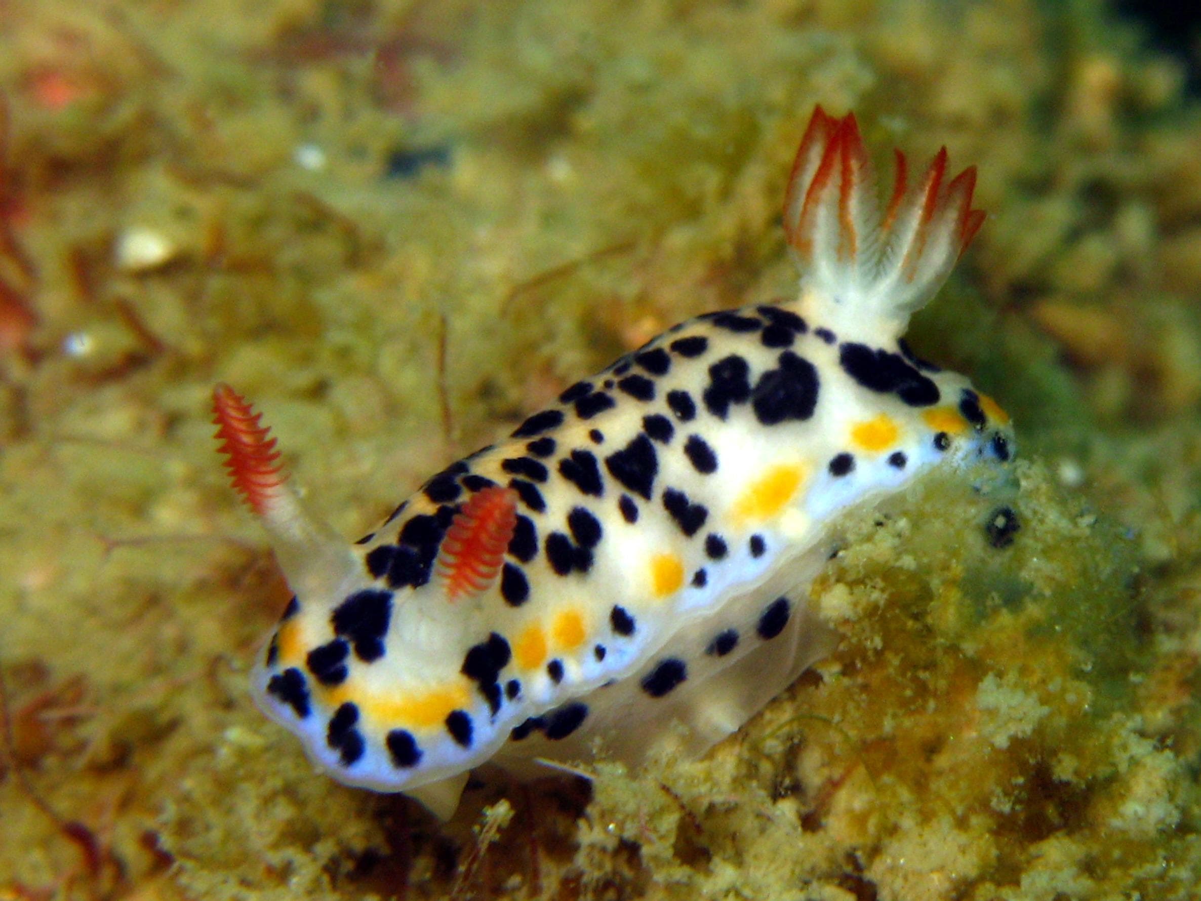 Nudibranch Types | Gallery of Colorful Nudibranchs