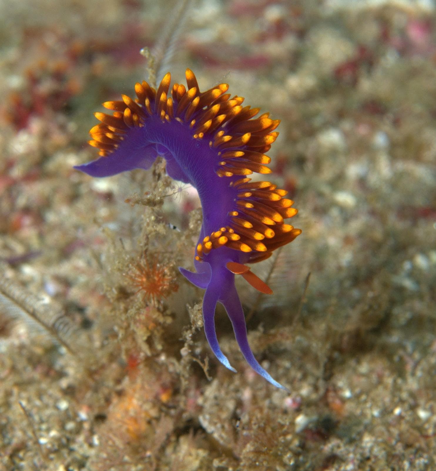Nudibranch Types | Gallery of Colorful Nudibranchs