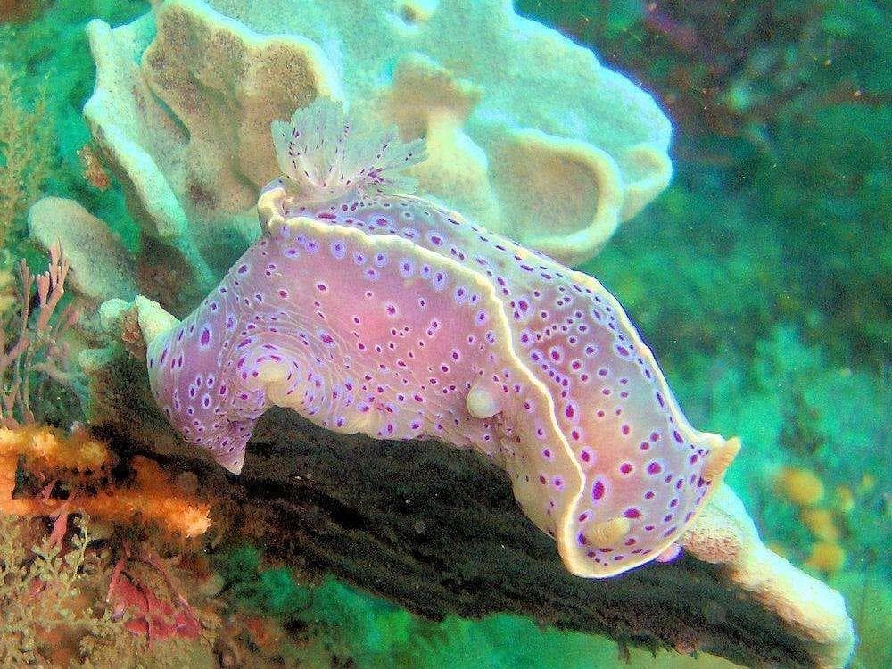 Nudibranch Types | Gallery of Colorful Nudibranchs