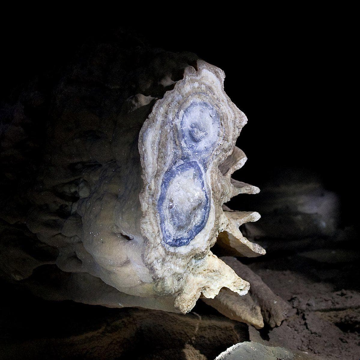 Things Cut in Half Photos | Cool Bisected Objects