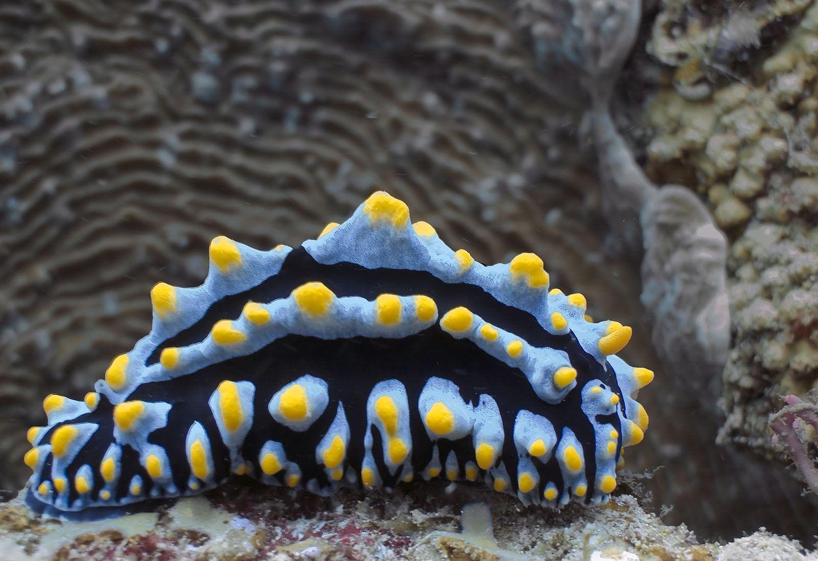 Nudibranch Types | Gallery of Colorful Nudibranchs