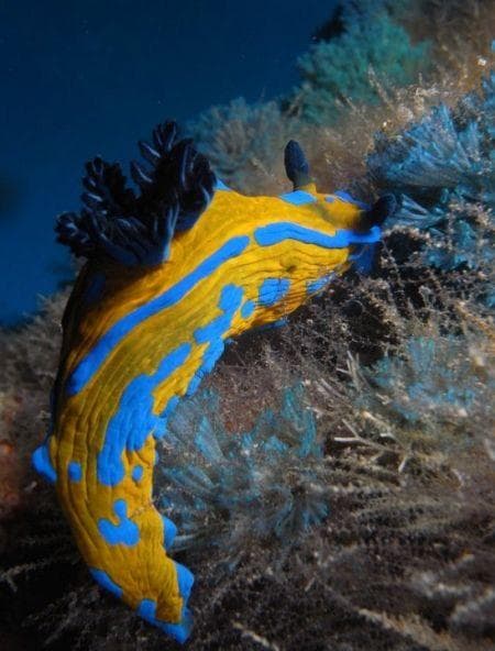 Nudibranch Types | Gallery of Colorful Nudibranchs