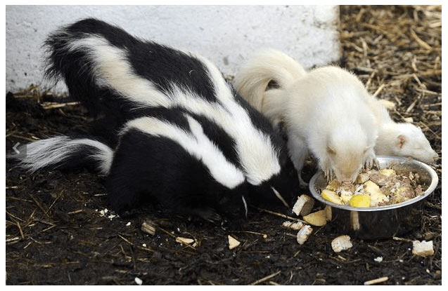 Albino Animal Pictures | Photo Gallery of Cute Leucistic Animals