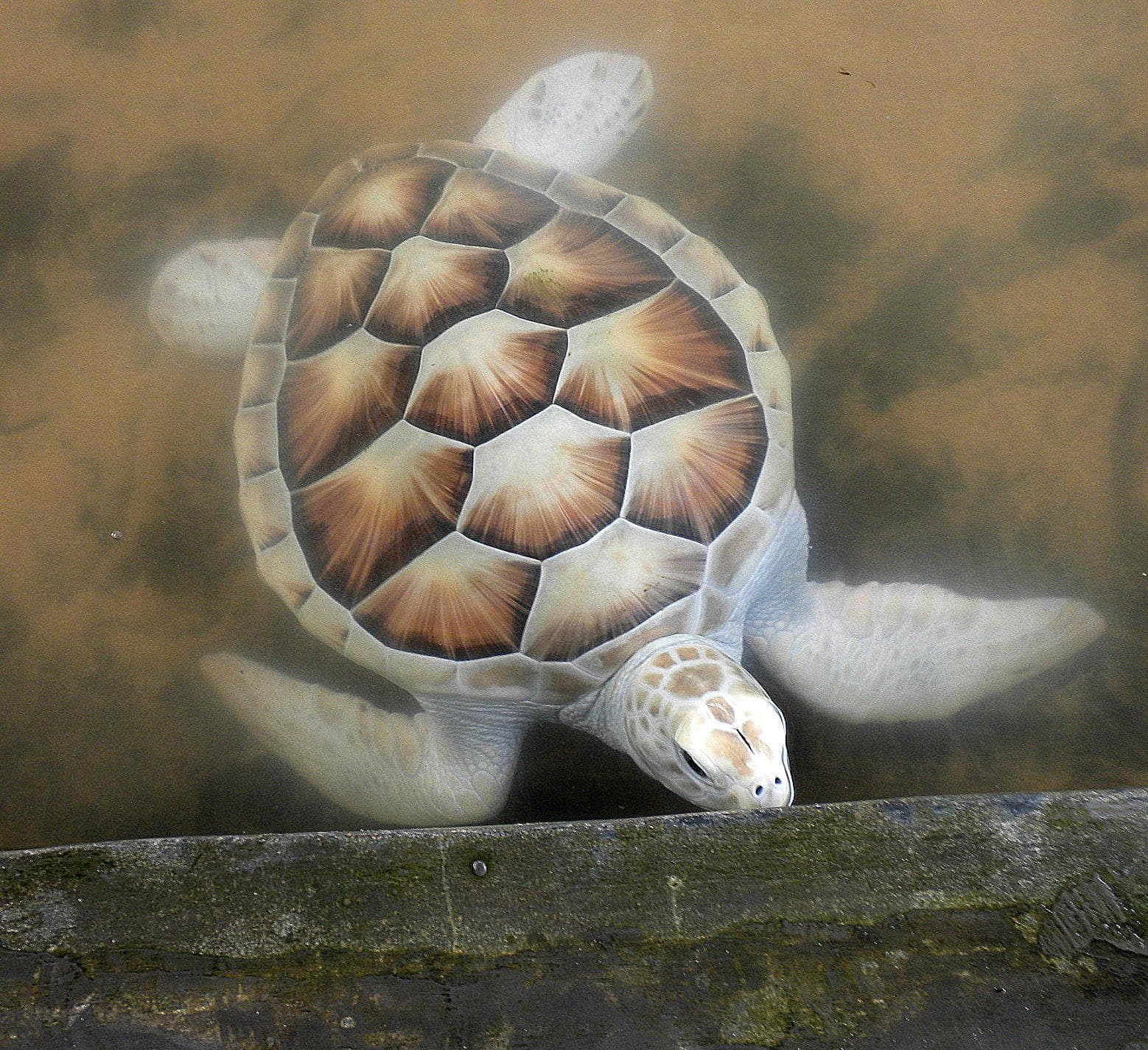Albino Animal Pictures | Photo Gallery of Cute Leucistic Animals