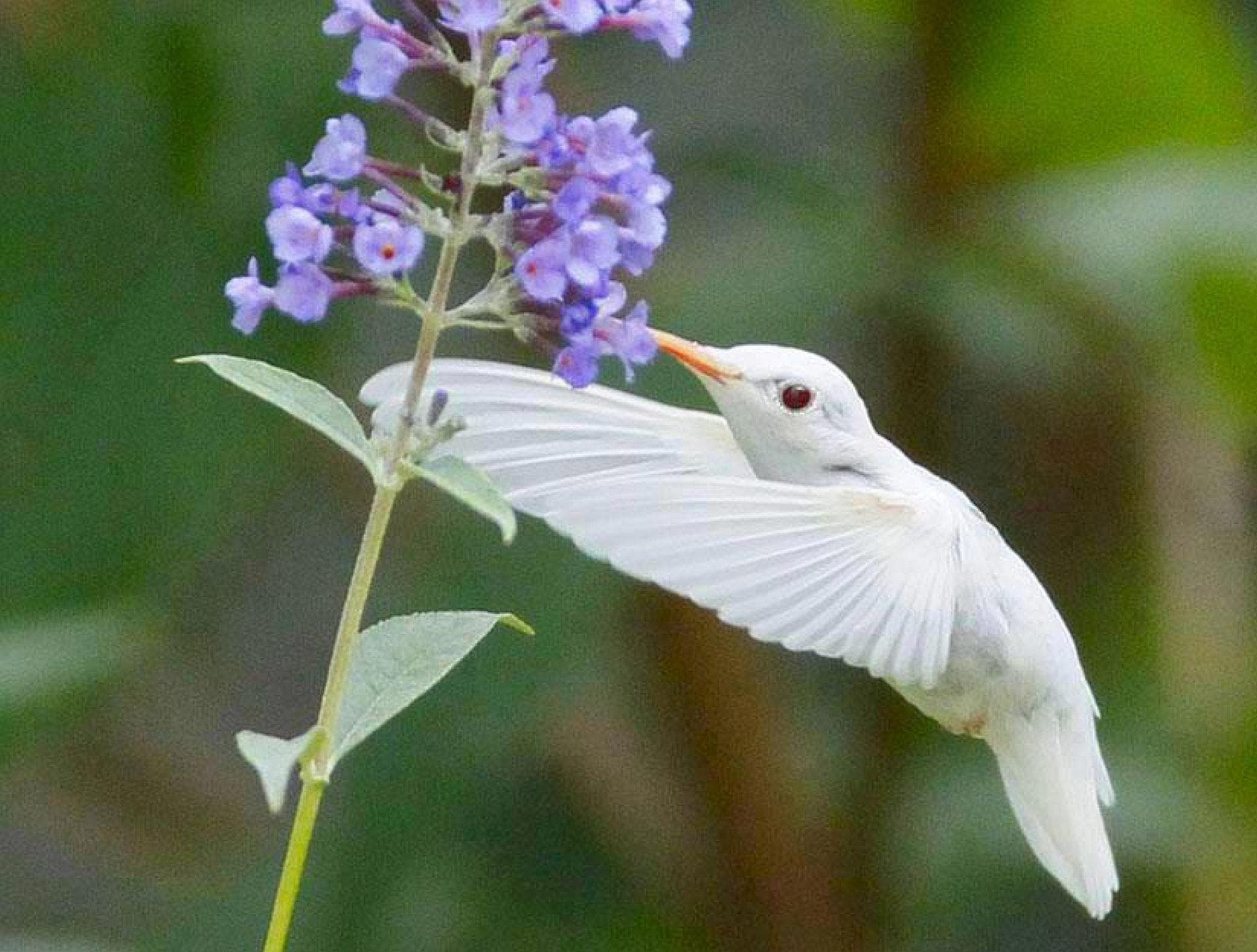 Albino Animal Pictures | Photo Gallery of Cute Leucistic Animals